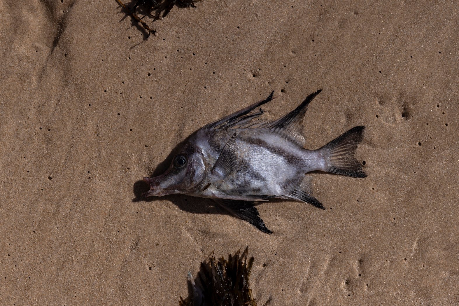 News - “There Was So Much Death.” A Toxic Algal Bloom Is Ravaging ...